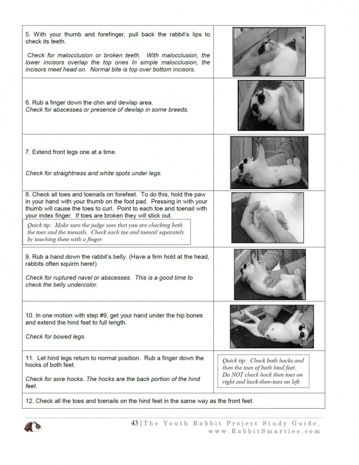 Youth Rabbit Project Study Guide - 4H Rabbit Book for Kids - Rabbit ...