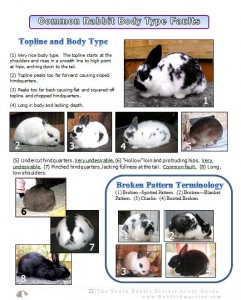 Youth Rabbit Project Study Guide - 4H Rabbit Book for Kids - Rabbit ...