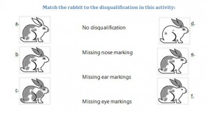 Broken Colored Rabbit Patterns - Rabbit Smarties