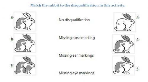 Broken Colored Rabbit Patterns - Rabbit Smarties