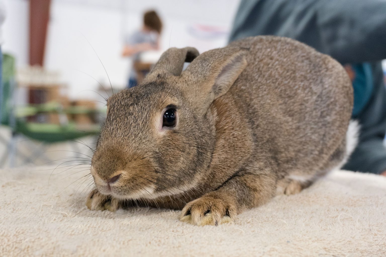 How to Keep Outdoor Hutch Rabbits Safe - Rabbit Smarties