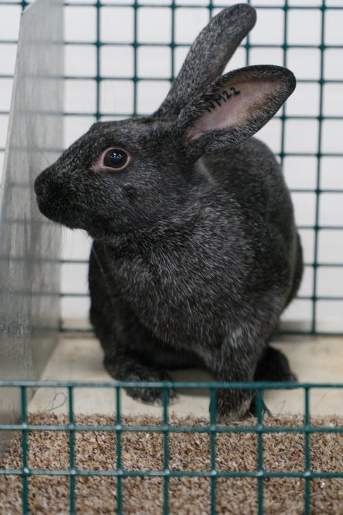Rare Rabbit Breeds Silver and Silver Fox: What are the differences ...