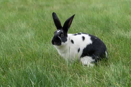 Blog - Page 2 of 6 - Rabbit Smarties